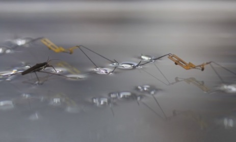 Tiny robots walk on water | Global Sources