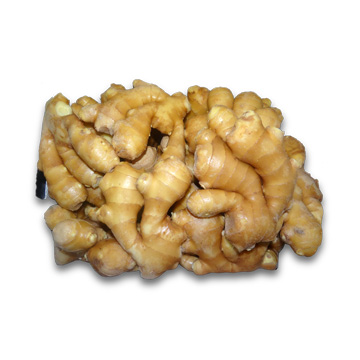 Fresh ginger comes in various sizes | Global Sources